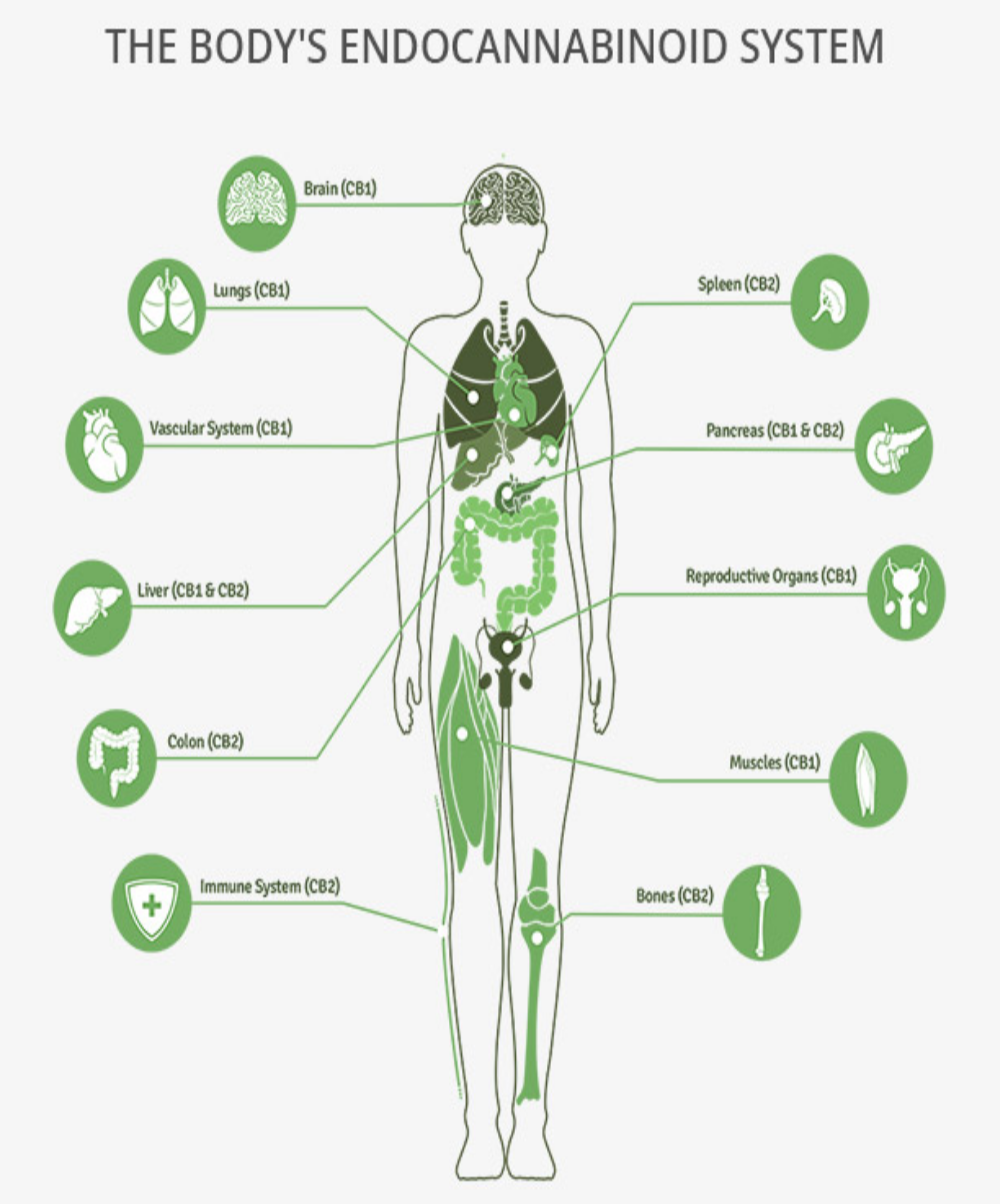 CBD For Insomnia And CBD For Sleep Disorders Find Out How It Can Help You 