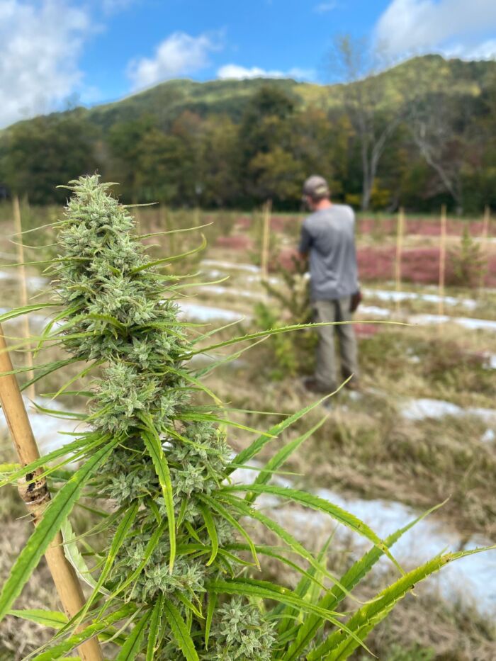 All About the BaOx Hemp Strain » Green River Botanicals